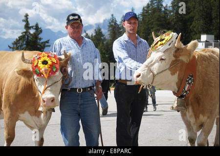 Ceremonial diving down of cows from the mountain in Crans Montana ...