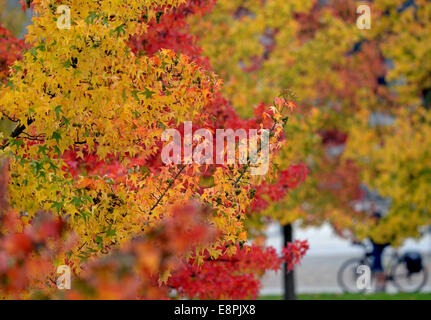 Potsdam, Germany. 13th Oct, 2014. A biker on his bicycle is picture ...