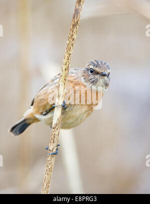 Whinchat (Saxicola rubetra), adult female with a caterpillar in its ...
