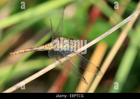 Closeup of a female Ruddy Darter - Dragonfly Stock Photo - Alamy