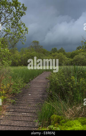 Wetlands in Breney Common; Spring; May; Helman Nature Reserve; Cornwall ...