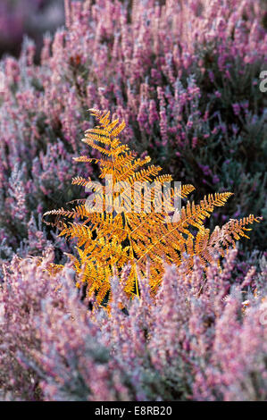 Bracken changing to its autumn colour from green too yellow in a field ...