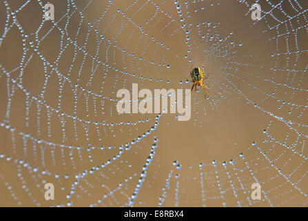 Small Spider Web. Abstract nature photo Stock Photo - Alamy