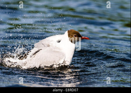 Norway, Stavanger. Black-headed Gull Stock Photo - Alamy