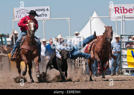 Team steer wrestling, Strathmore Heritage Days, Rodeo, Strathmore ...