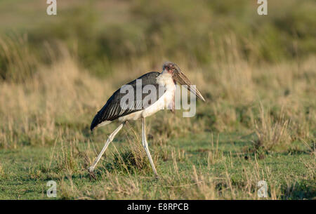 Marabou stork walking Stock Photo - Alamy