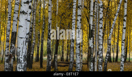 White Russian birches in the autumn forest Stock Photo - Alamy