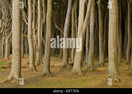 Common Beeches, Beech forest, Nienhagen, Mecklenburg-Western Pomerania ...