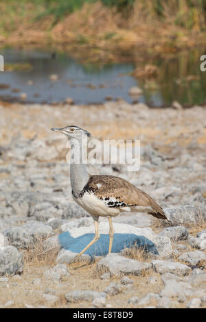 Bustard Kori, Etosha National Park, Namibia Stock Photo - Alamy