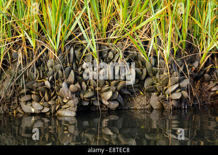 Mussels attached to the shoreline, Assawoman Bay, Delaware, USA Stock ...