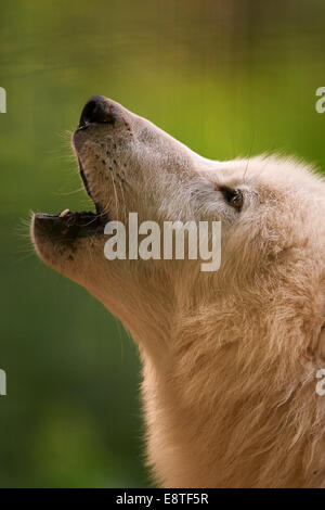 Wood, wolf, Canis lupus, howl, full moon [M] animals, wild animals ...