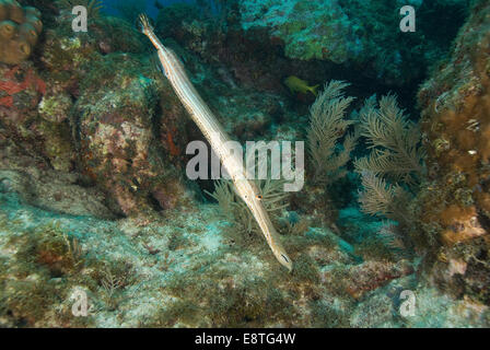 Underwater tropical trumpet fish at Key Largo, Florida coral reef Stock ...