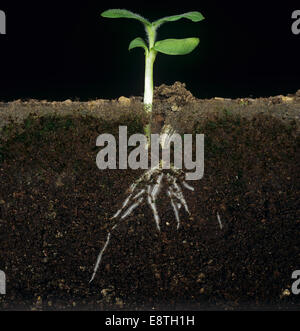 plant germinating from seed, with cotyledon. Uniform background, soil ...