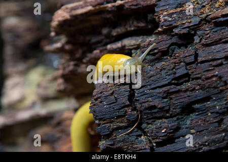 Bright yellow banana slug (Ariolimax sp.) crawling over a rock in ...