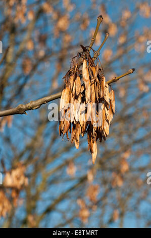 A leafless winter Ash tree, "Fraxinus excelsior" with patterned bark ...