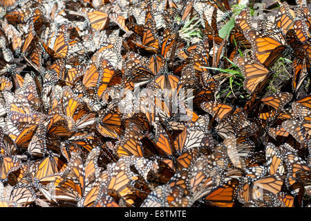 A carpet of Monarch butterflies as they mud-puddle at the Sierra ...