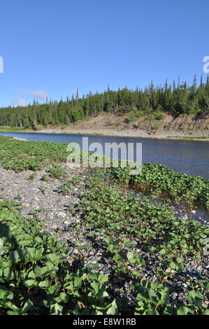Solar landscape to the North of the Ural river. Polar Ural, Komi ...
