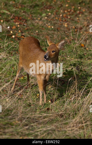 Horse chestnut fruits (Aesculus hippocastanum) and leaves in a gardened ...