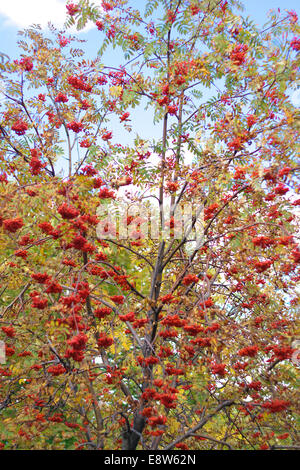 ashberry at dry sunny day Stock Photo - Alamy