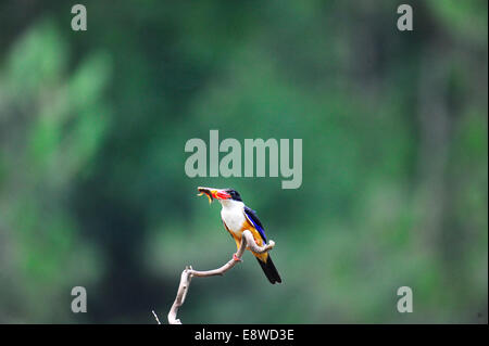 Blue jade bird Stock Photo - Alamy