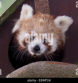 Baby Red Panda, peeps out from nesting box Stock Photo - Alamy