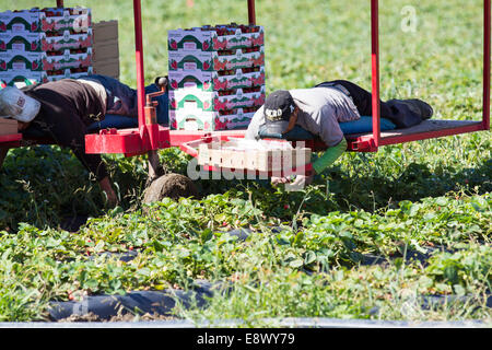 tractor harvesting strawberries Stock Photo - Alamy
