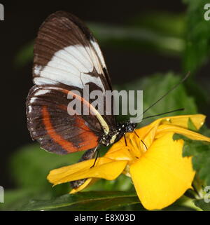 Cydno Longwing (Heliconius Cydno). Butterflies in the Glasshouse 2017 ...