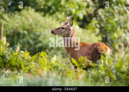 Juvenile red deer stag just before the rut in Margam Park Stock Photo ...
