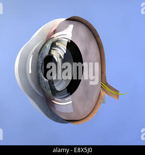 Horizontal section of the human eye Stock Photo - Alamy