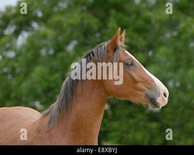 Connemara Pony Two year old individual bucking meadow Stock Photo - Alamy