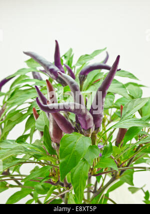 purple chili peppers with leaf isolated on white background, purple ...