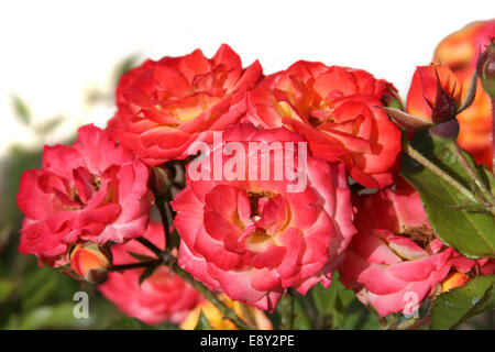Blooming beautiful colorful roses in the garden background Stock Photo ...