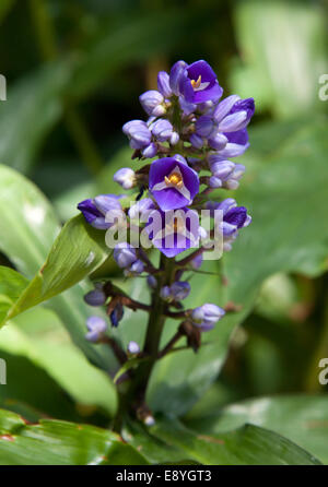 flowers and foliage of Blue ginger plant (Dichorisandra thyrsiflora ...