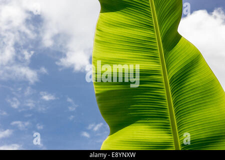 illustration of bright blue banana on pastel yellow background in ...