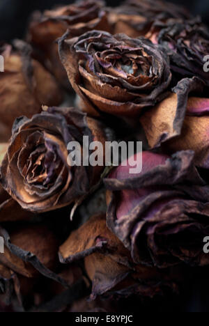 Decaying black roses / Rotting flowers Stock Photo - Alamy