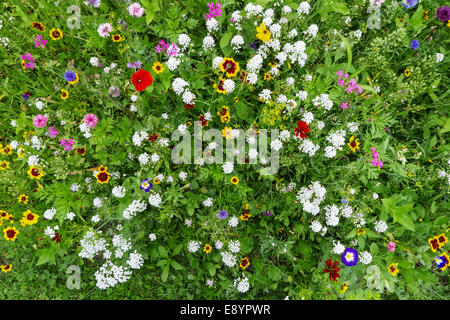 Flower meadow in summer with colorful flowers, looking most amazing ...