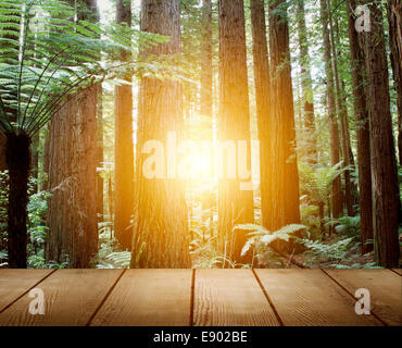 Redwood tree grove in sunlight at Roberts Regional Recreation area ...