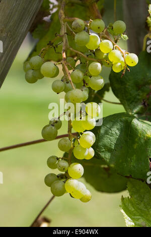 A ripe white, Vitis vinifera grape, vertical Stock Photo - Alamy