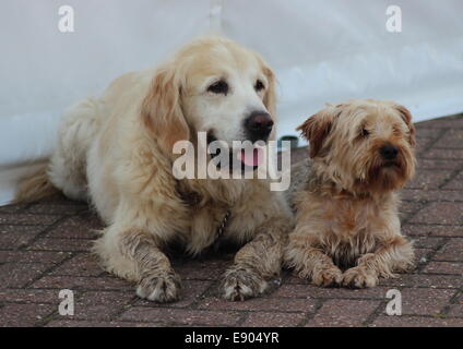 Two dogs waiting patiently Stock Photo - Alamy