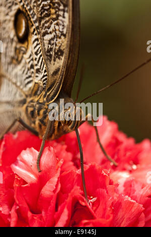 Owl butterfly in a park in South America Stock Photo - Alamy