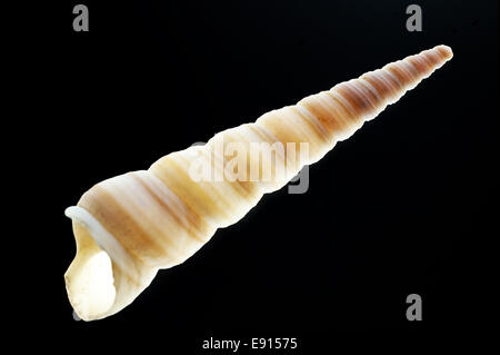 Close-up of a sea snail, Miniature Melo (Micromelo undatus) crawling in ...