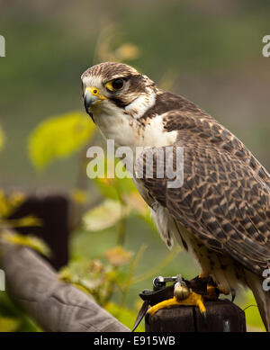 Saker Falcon (Falco cherrug milvipes). An adult bird flying against ...