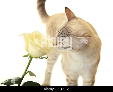 Cat sniffing rose Stock Photo - Alamy