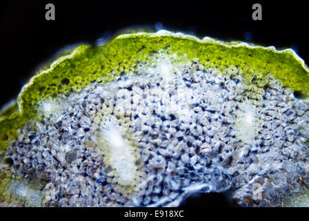 Micro photo Cells of a Tulip Stock Photo - Alamy