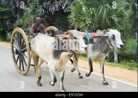 Sri Lankan Bullock cart Stock Photo - Alamy