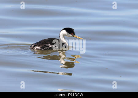 A family of western grebes (Aechmophorus occidentalis) swim in a pond ...