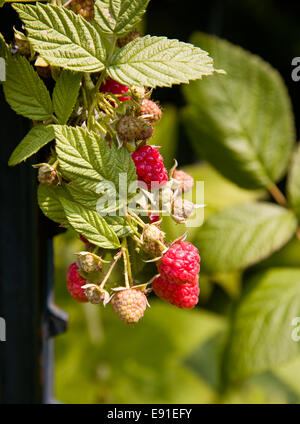 Fresh Red Raspberry on the Vine Stock Photo - Alamy
