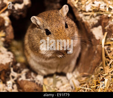Mongolische Wüstenrennmaus / mongolian mouse Stock Photo - Alamy