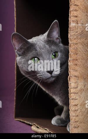 Russian Blue - lying Stock Photo - Alamy