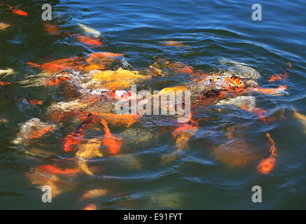 Fish Koi fight for food Stock Photo - Alamy